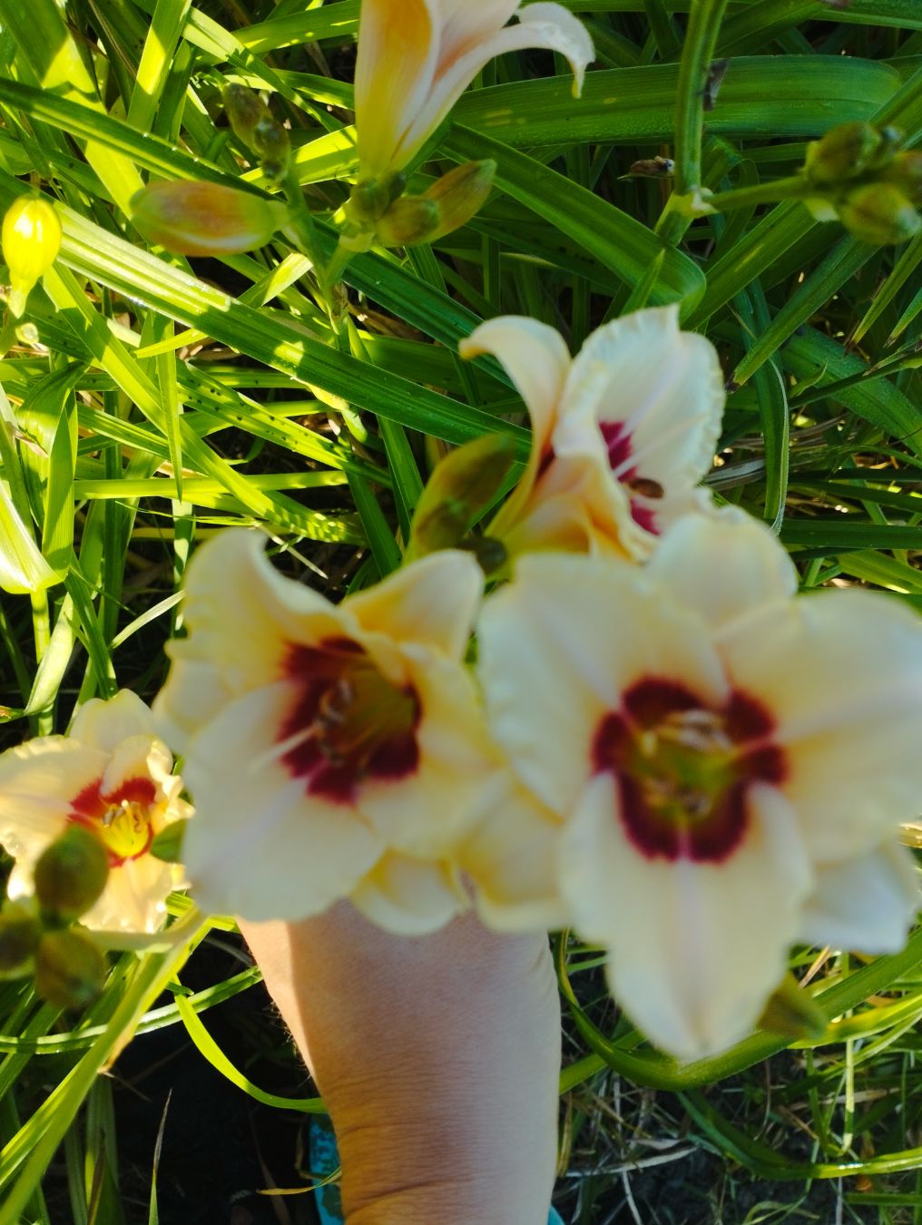 Hemerocallis krem sa okom – Hemerokalis (SKO)