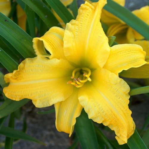 Hemerocallis krupni žuti – Hemerokalis (KŽ)