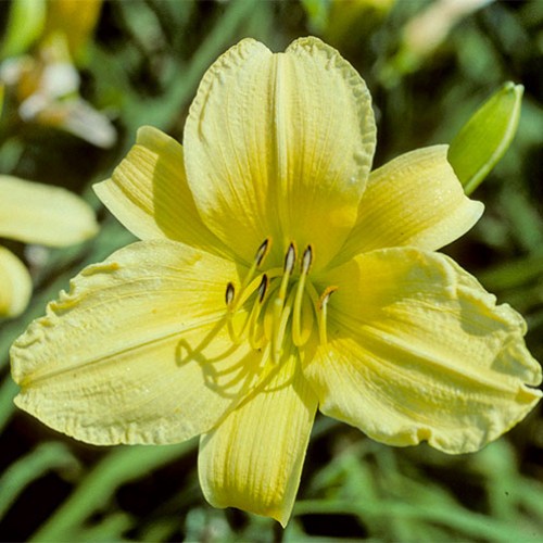 Hemerocallis lemon – Hemerokalis (L)
