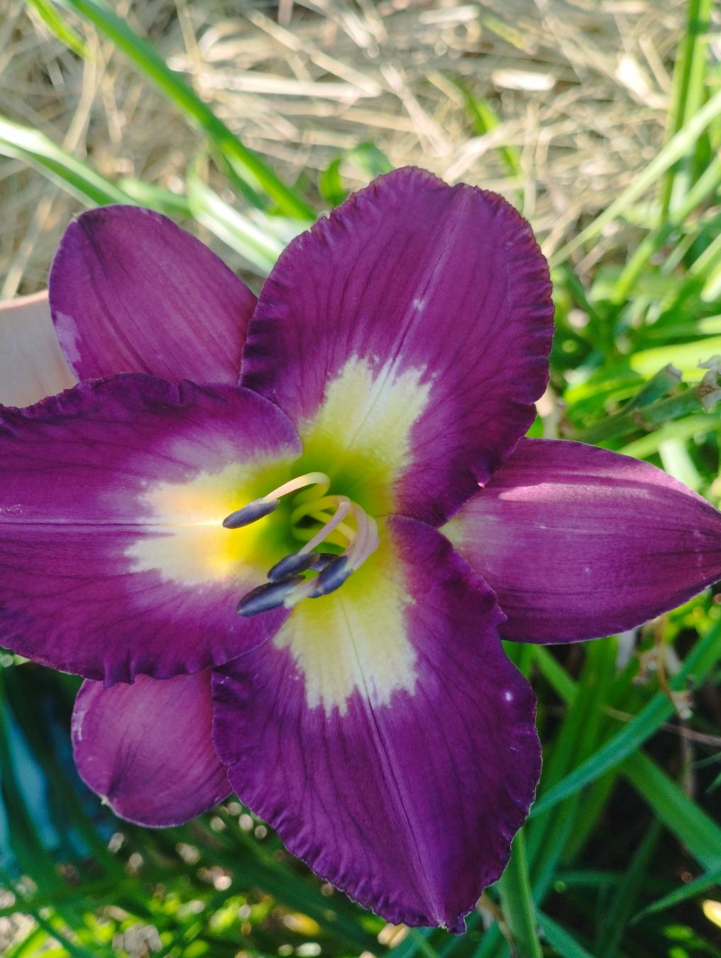 Hemerocallis ljubičasti – Hemerokalis (LJO)