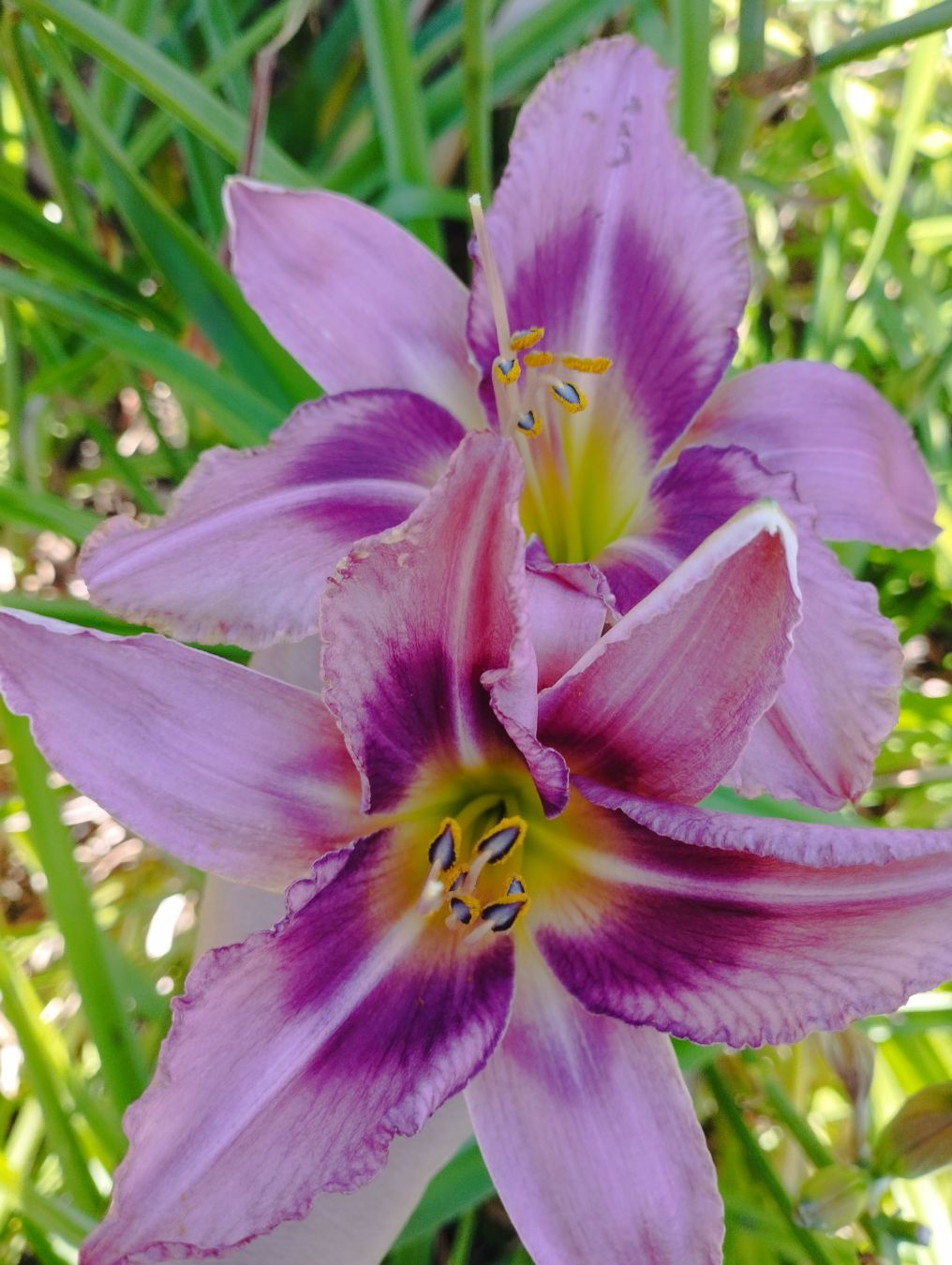 Hemerocallis ljubičasti – Hemerokalis (SL)