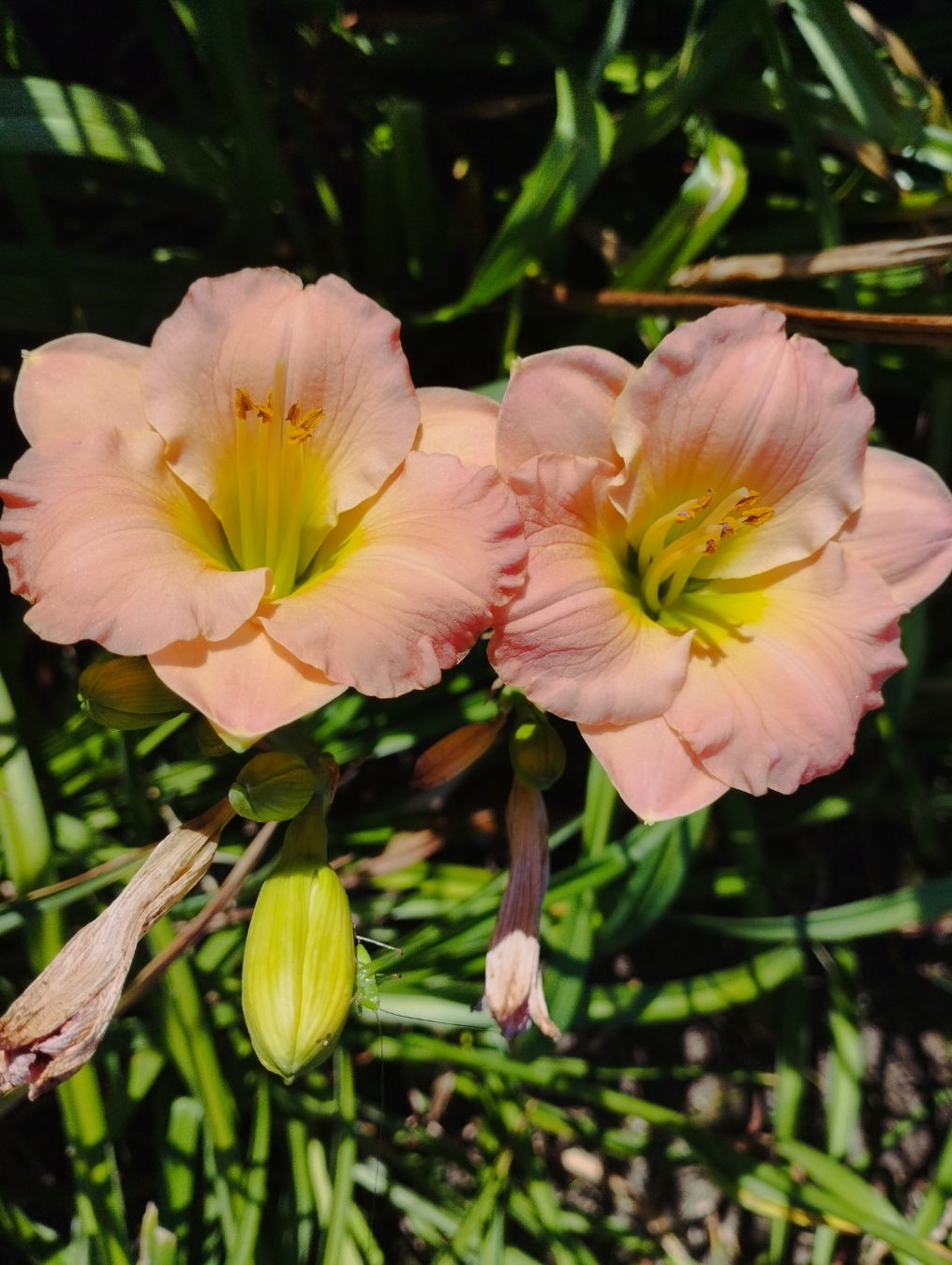 Hemerocallis Lullaby baby – Hemerokalis svetlo pink sitnija (sžn)