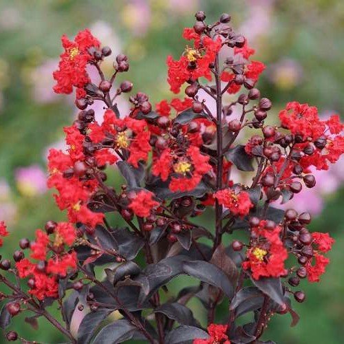 Lagerstroemia black diamant best red-indijski jorgovan black diamant