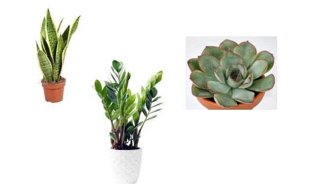 Paket biljaka za početnike-sanseveria-zamija-sukulent