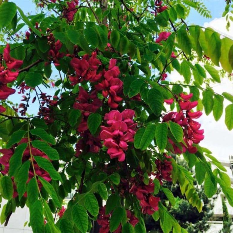 Robinia hispida – Ruzicasti bagrem
