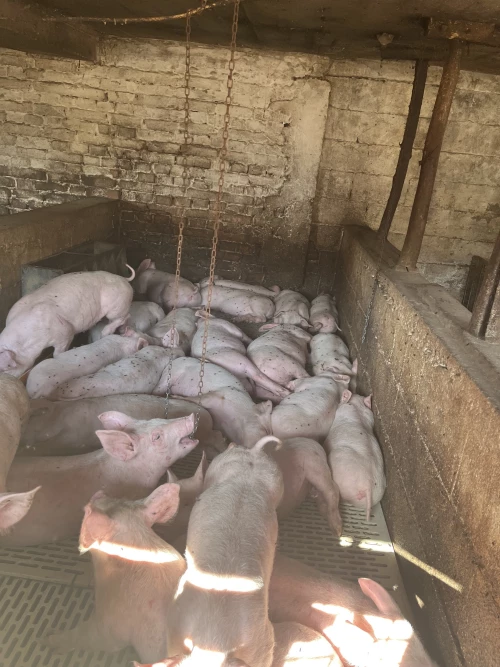 Prodajem prasice prosek oko 20kg