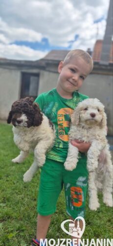 Stenci lagotto romagnolo