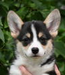 Velski korgi Welsh Corgi Pembroke