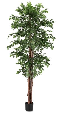 VESTACKO DRVO FIKUS H210CM