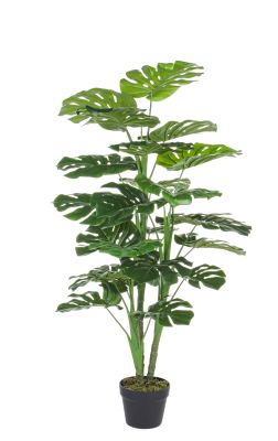 VESTACKO DRVO FILADENDRON H120CM