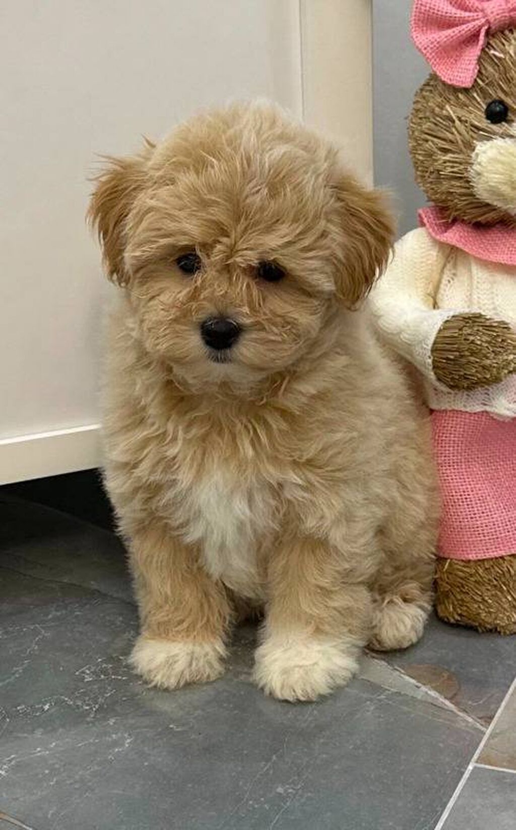 Maltipoo vrhunske genetike u registrovanoj odgaivacnici Bahu Djokovic