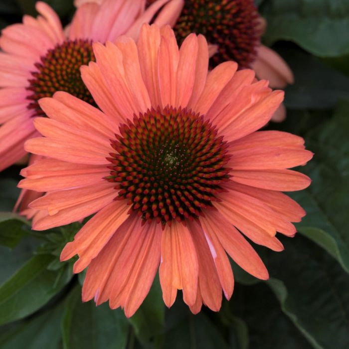 Echinacea Meditation Orange 2025 - Ehinacea