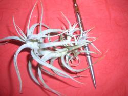 Tillandsia albida