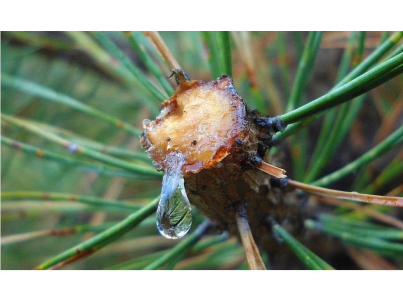 ( Tamjan ) Prirodna smola Sibirskog bora - Rusija