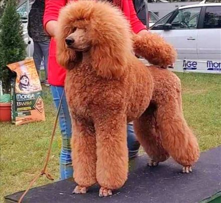 Pudla, odrastao pas