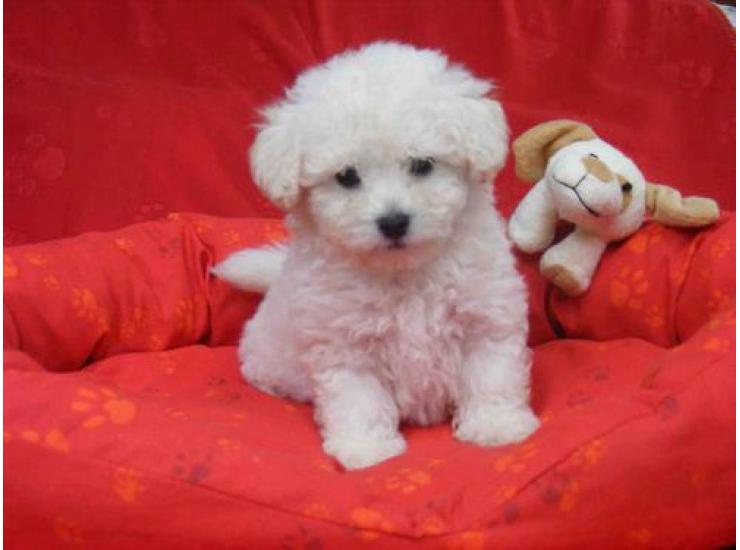 toy pudla