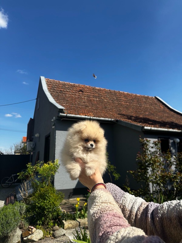 Odgaivacnica ekskluzivnih pomeranaca i pudli