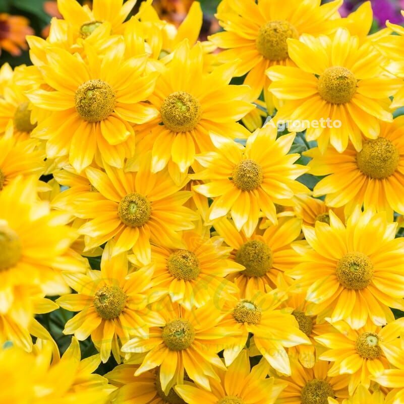 Rudbekiјa SmaјliZ Limun Rudbekiјa