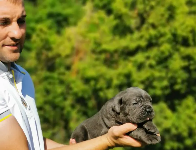 Cane Corso Kane Korso