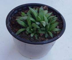 Hawortia retusa
