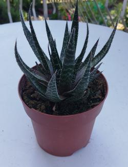 Gastro aloja