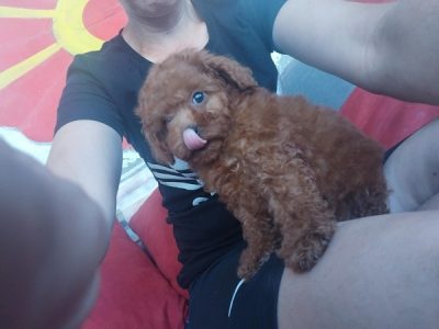 Crvena toy pudla