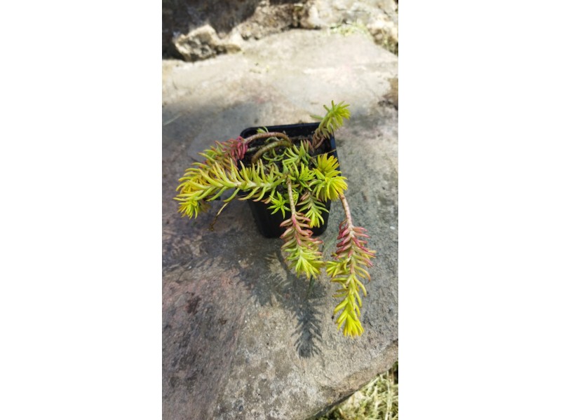 Sedum Angelina- menja boju tokom godine