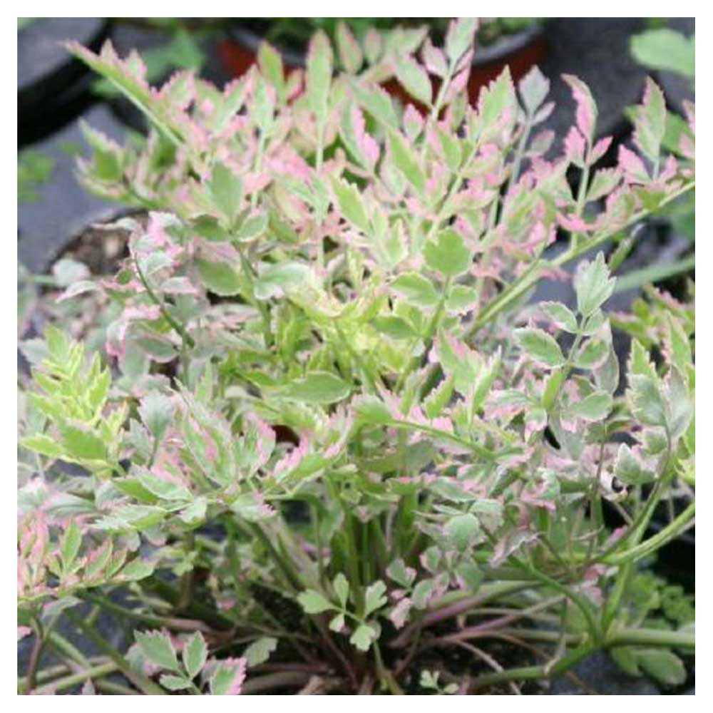 Oenanthe fistulosa Flamingo
