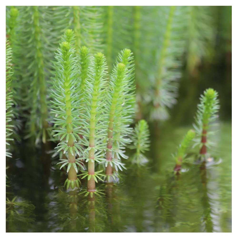Hippuris vulgaris