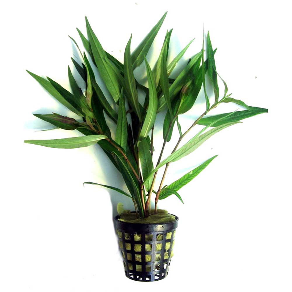 Polygonum sao paulo