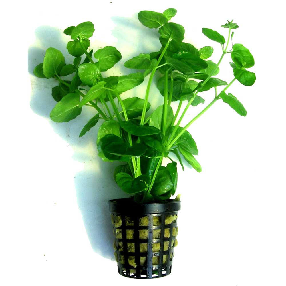 Micromeria brownei