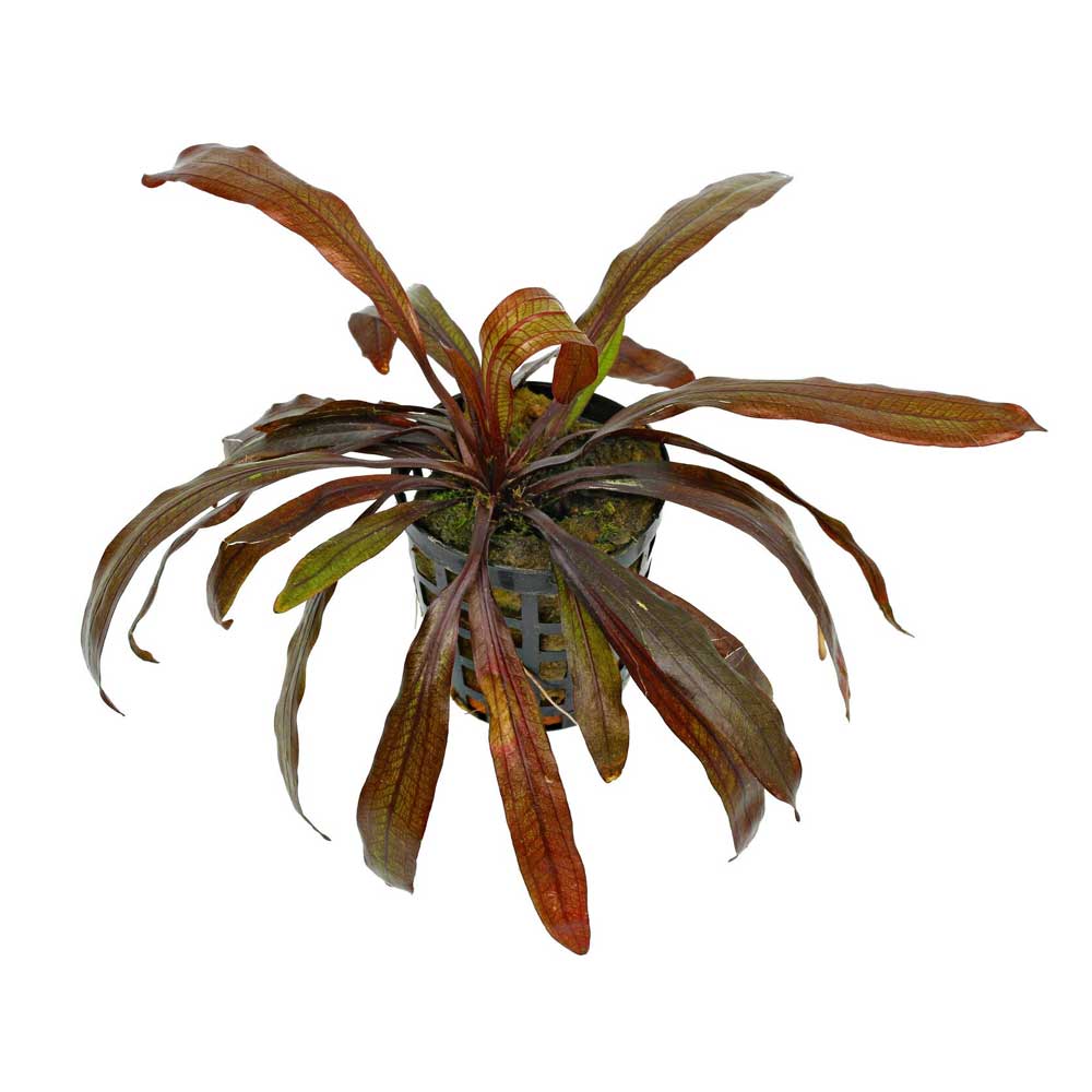 Echinodorus rubin