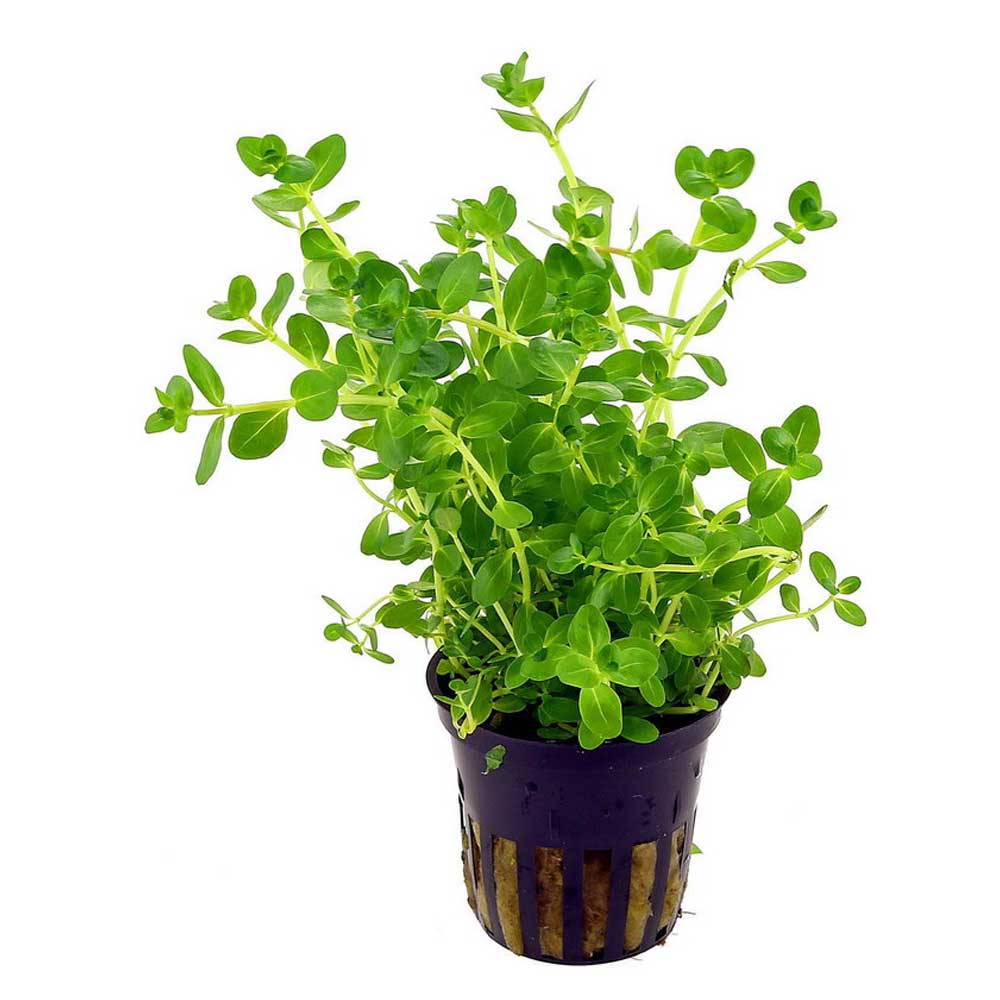Rotala sp. green