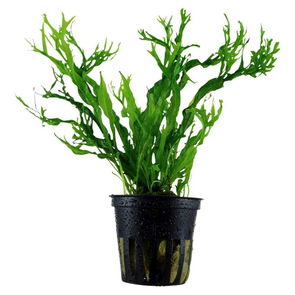 Microsorum pteropus windelov