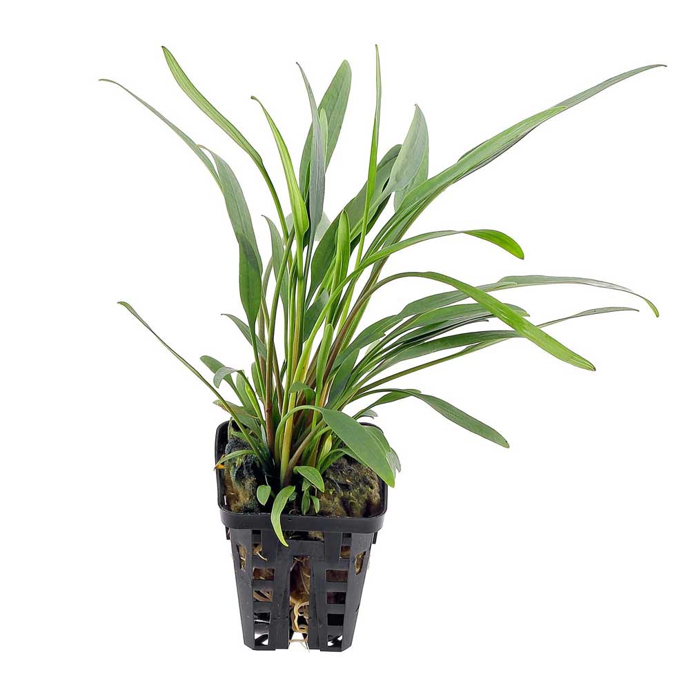 Cryptocoryne willisii