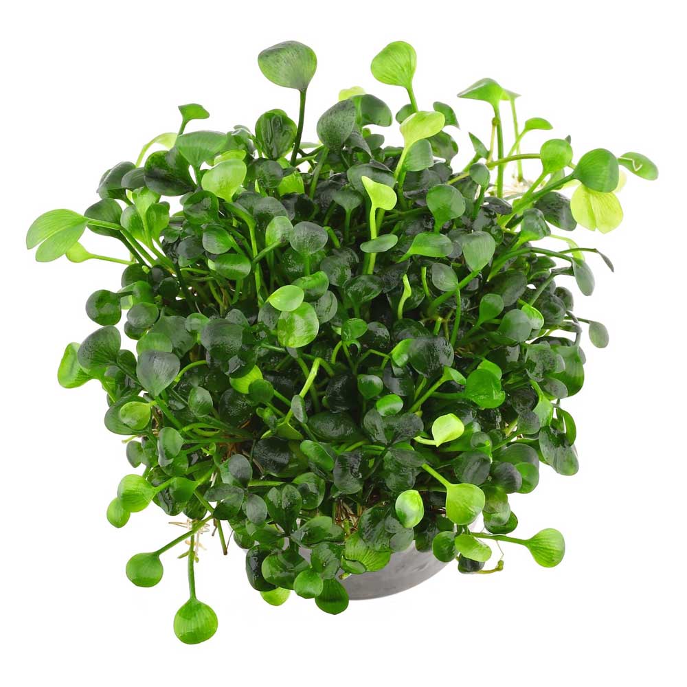 Marsilea hirsuta