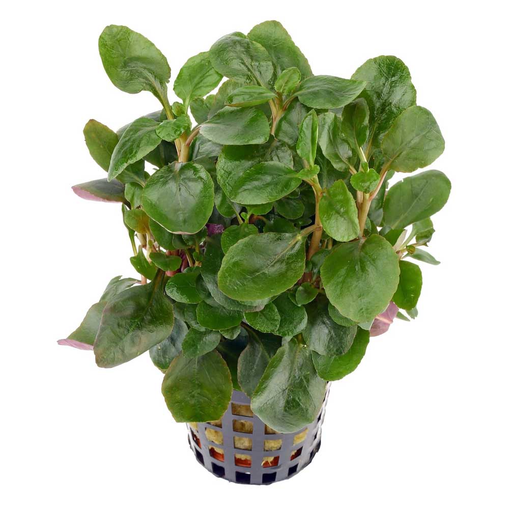 Lobelia sp mini