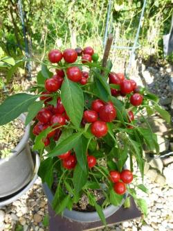 Chilli Italian Satans Kiss (25 semenki)