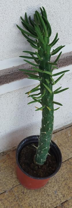 Kaktus