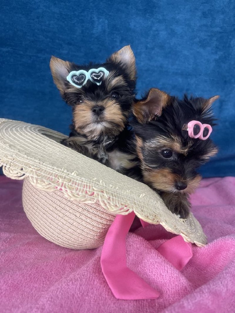 Yorkshire Terrier štenci