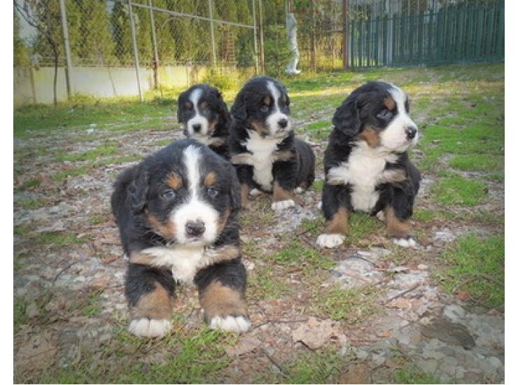 Vrhunski štenci bernskog planinskog psa