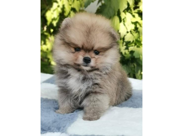 Pomeranac-BOO