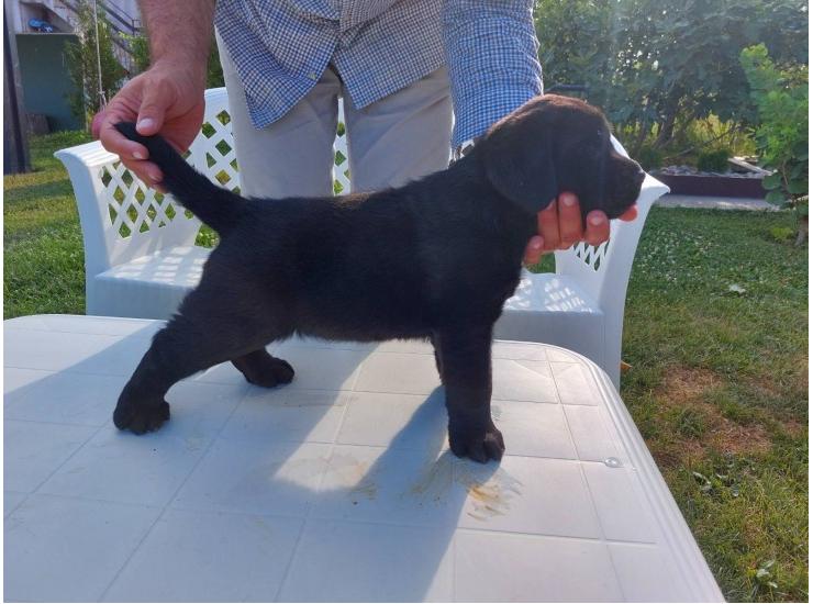 Labrador Retriver