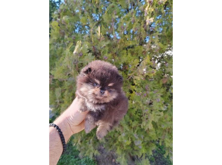Pomeranac-BOO