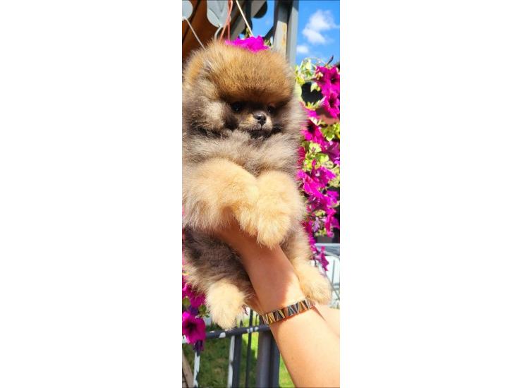 Pomeranac BOO meda