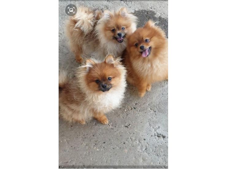 Pomeranac BOO štenci