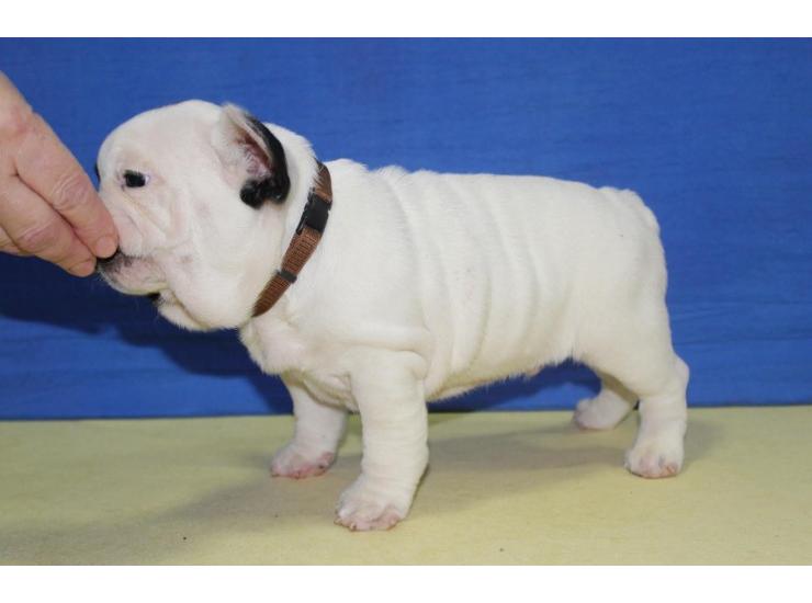 Francuski buldog