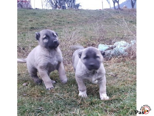 Kangal