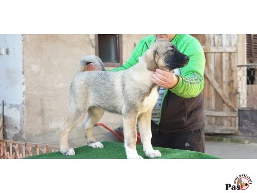 Kangal