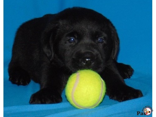 Labrador retriver